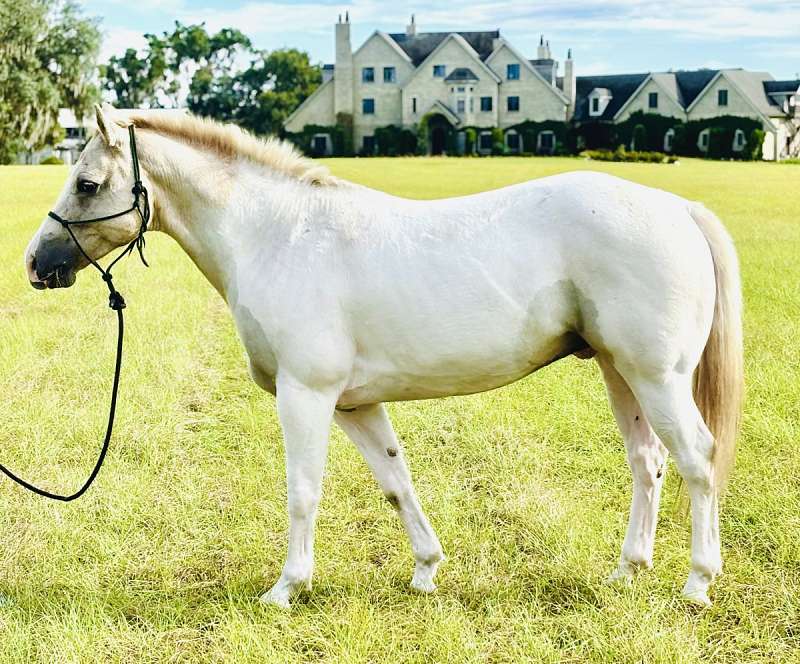 Adorable APHA All Rounder! Palomino Paint