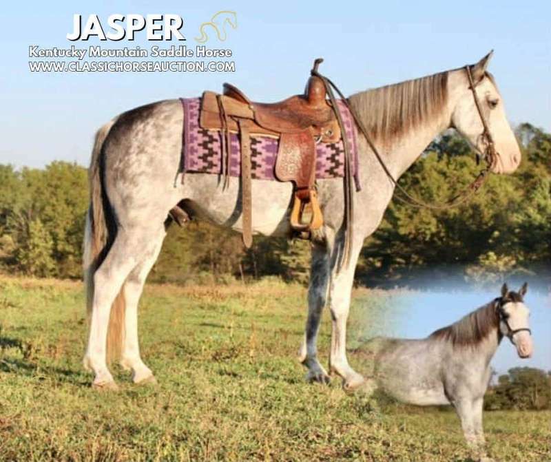 Blue Roan Ky Mtn Gelding