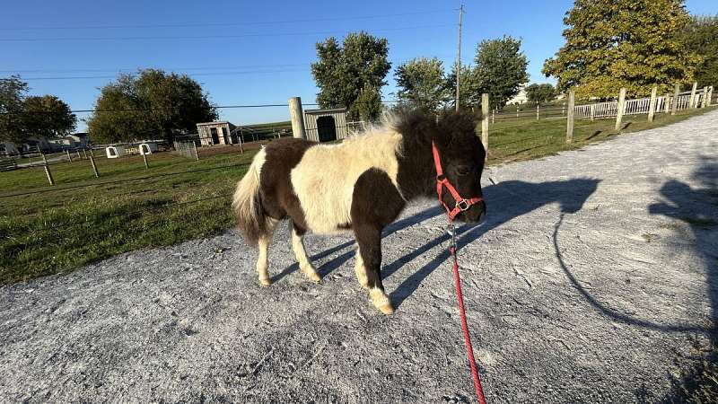Bella, Adorable Mini Filly for Sale