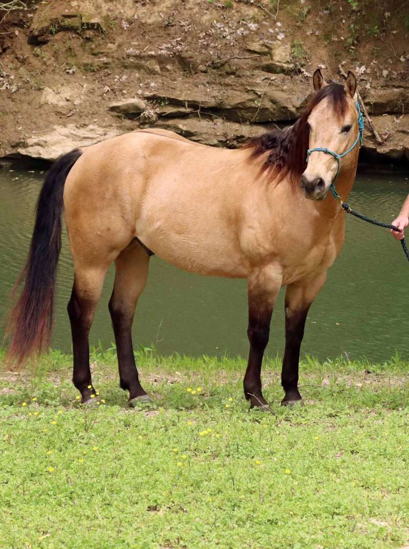 Great Opportunity. Perlino 36% Poco Bueno Foundation AQHA Stallion.