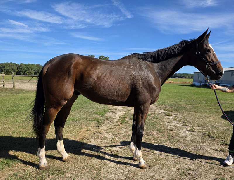 Bee a Sky Beam- Super Nice Tall Thoroughbred