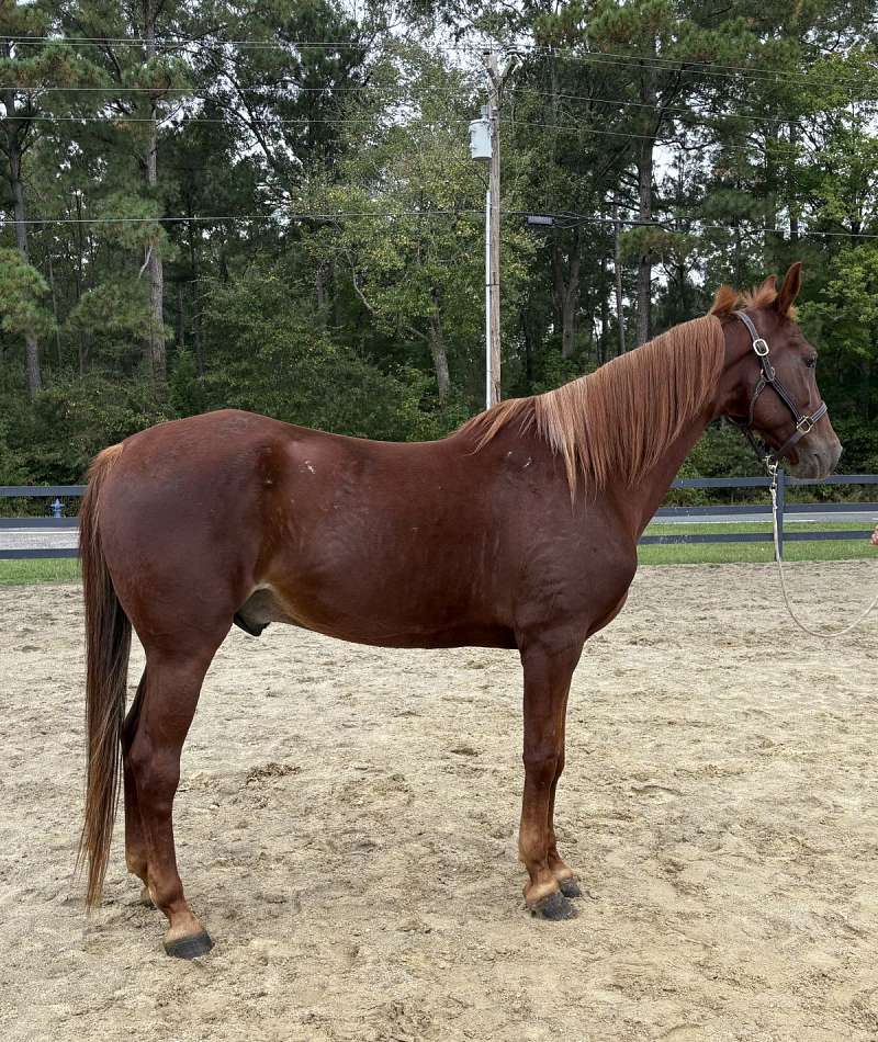 Sorrel Saddlebred Gelding