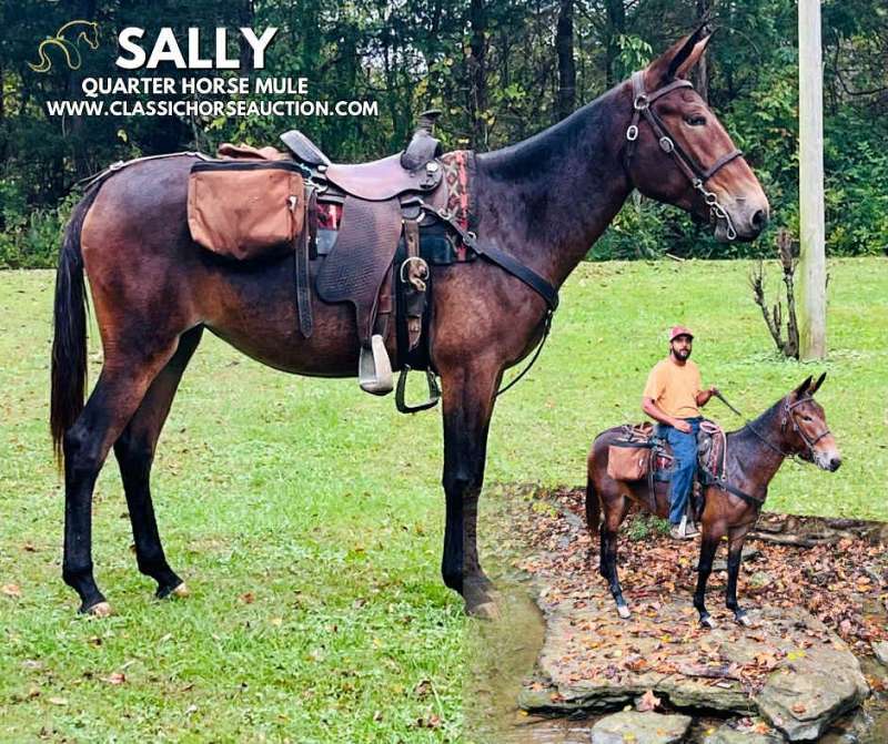 Smutty Buckskin Molly Mule