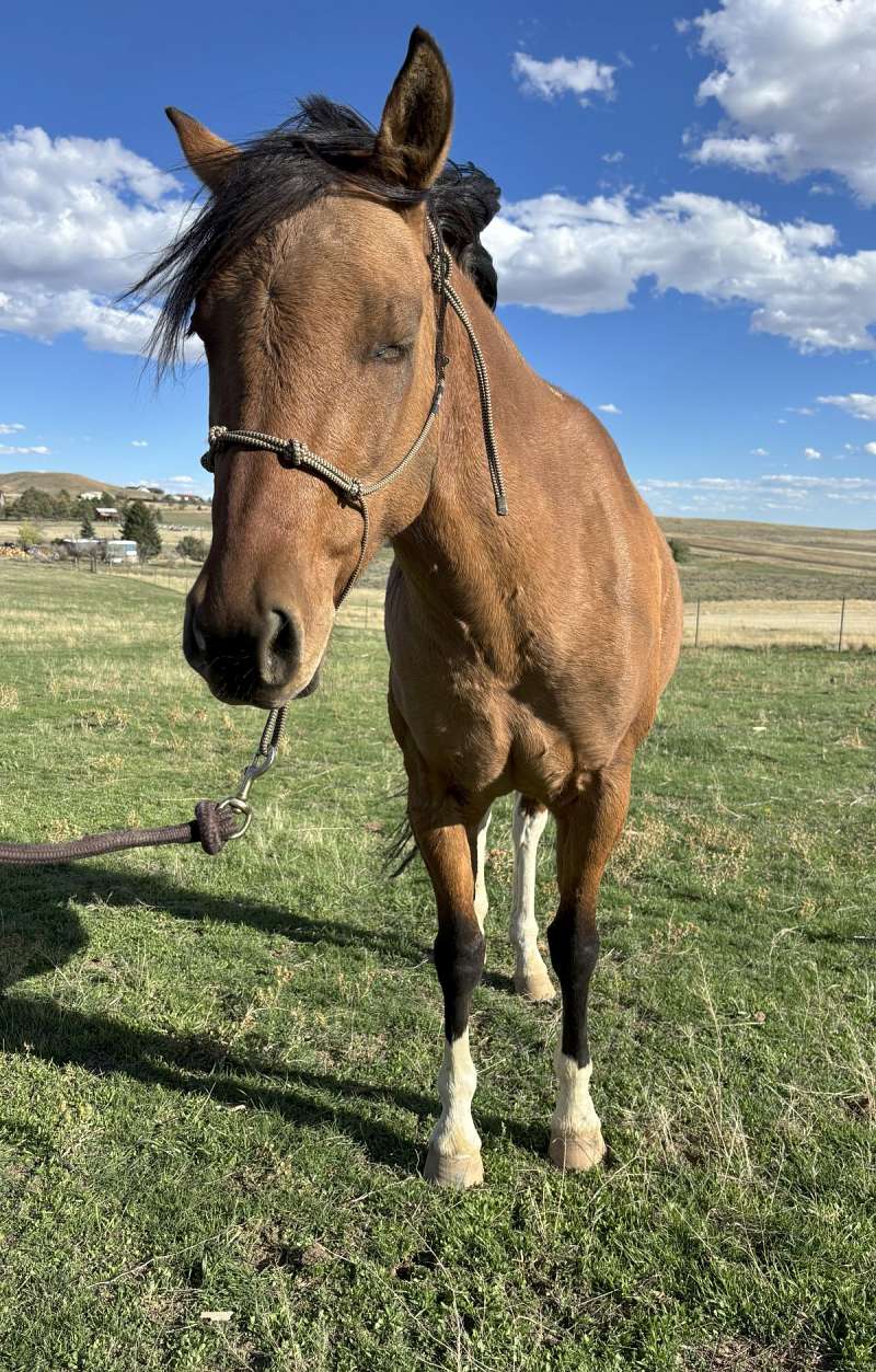 4 yo Project Pony Mare