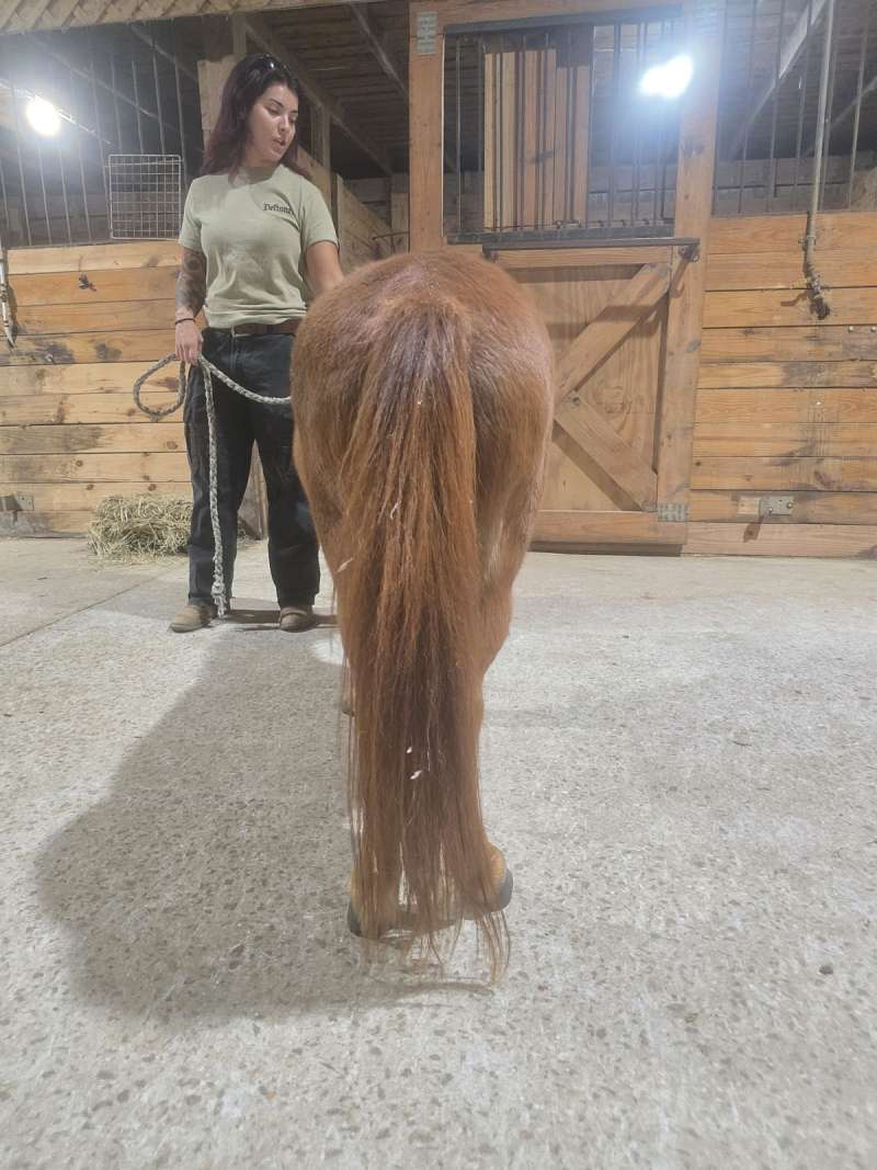 AMHR Mini Pony for Sale