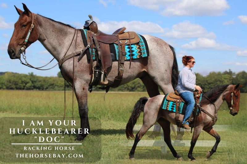 Gaited Trail Ranch Show Tennessee Walking Horse
