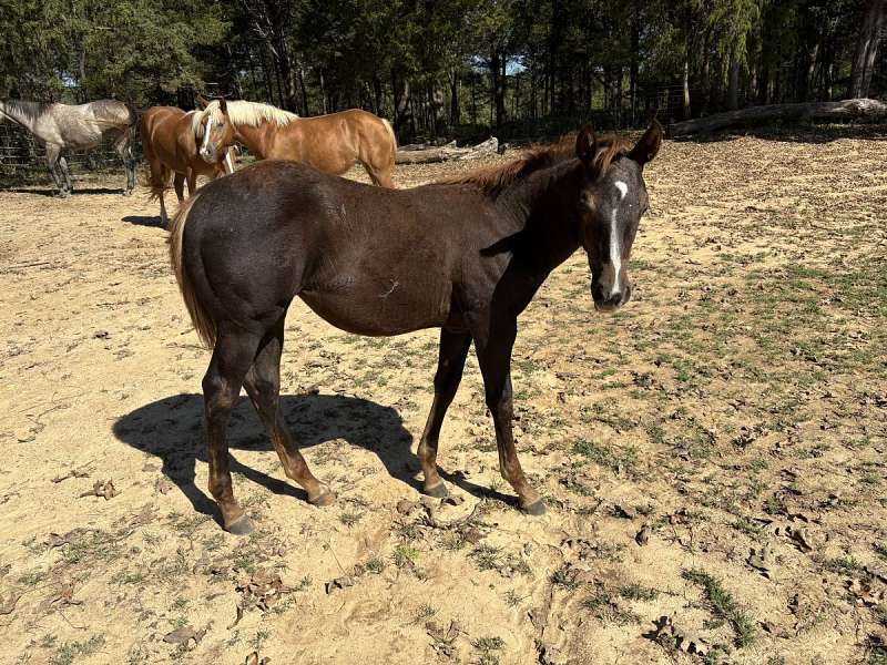 Fantastic Paint Filly, Maynard, Arkansas