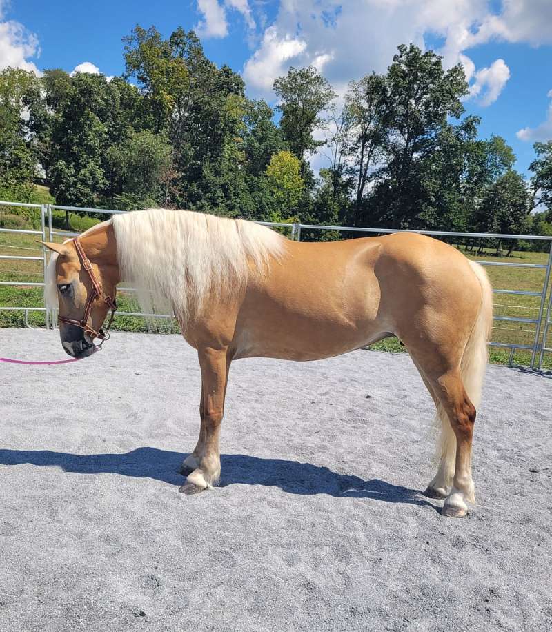 Silver Classified Registered Mare