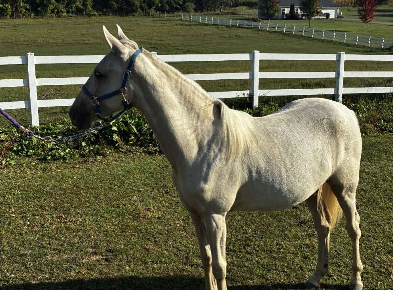 Filly for Sale