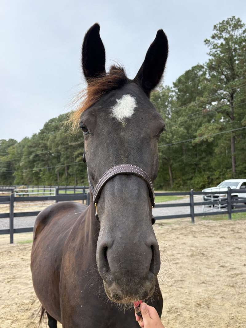 Black Crossbred Mare