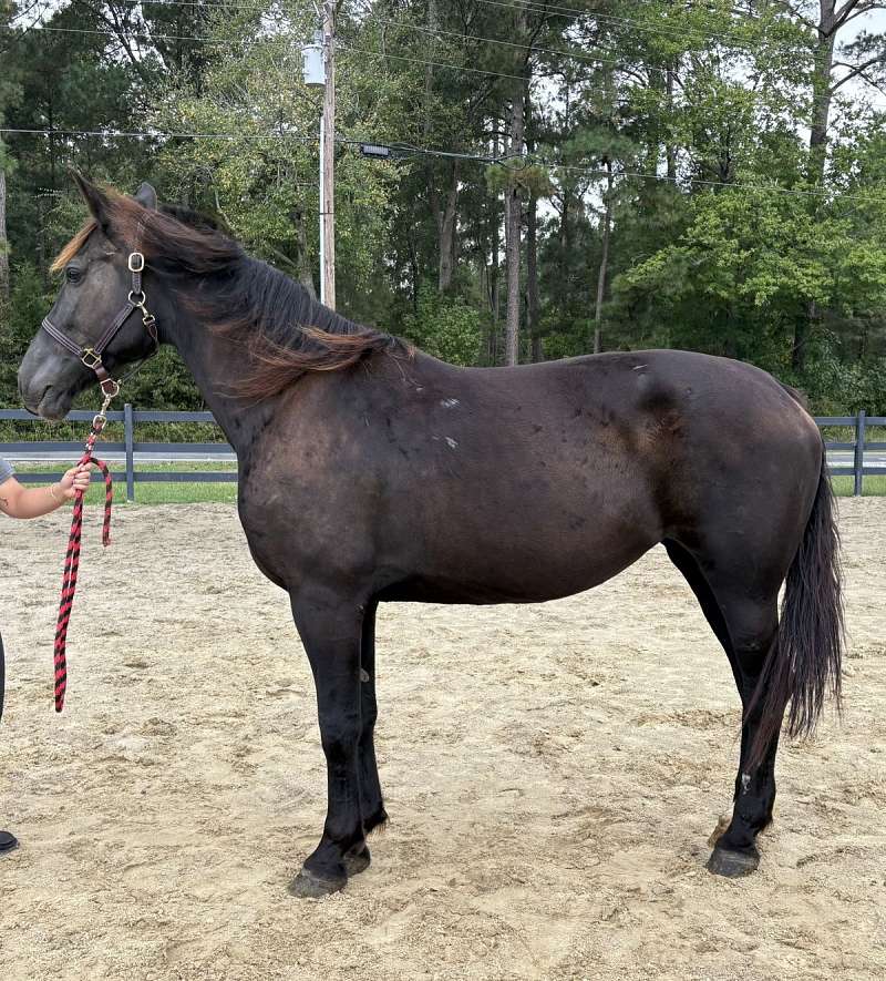 Black Crossbred Mare