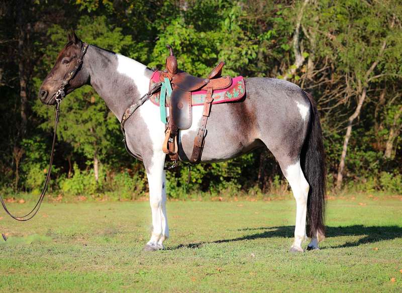 Super Gentle, Peaceful, Quiet Natured Blue Roan & White Paint Mare, Safe