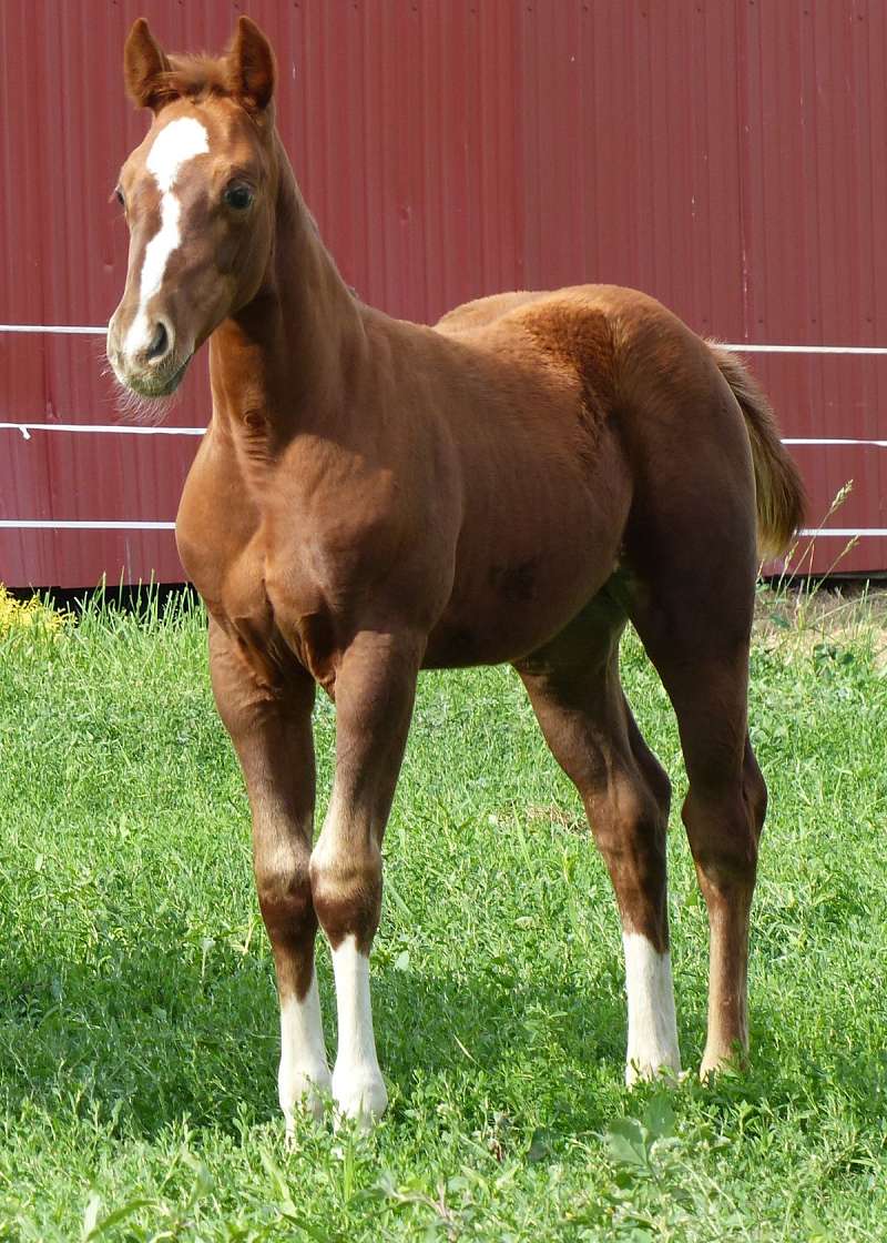 Horses for Sale in Minnesota