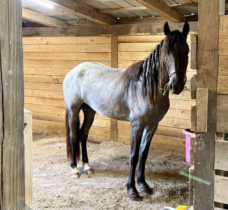 Blue Roan Draft Cross