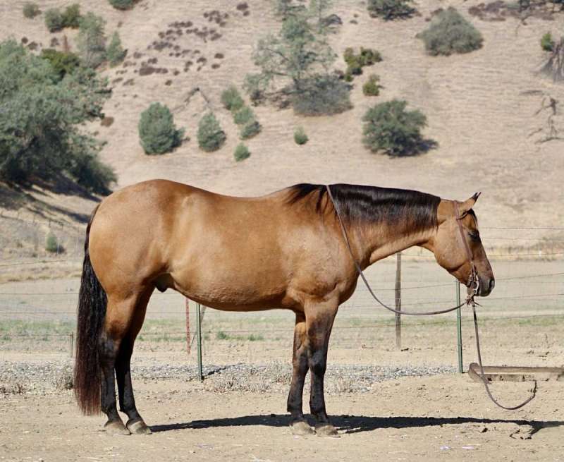 Hollywood Dun It, 100% Family Safe, Rope, Ranch, Trail Horse!