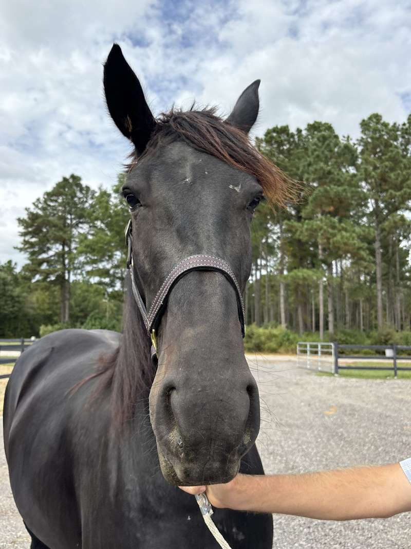 Black Crossbred Mare