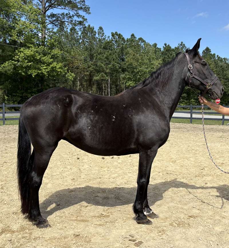Gaited Draft Cross Mare