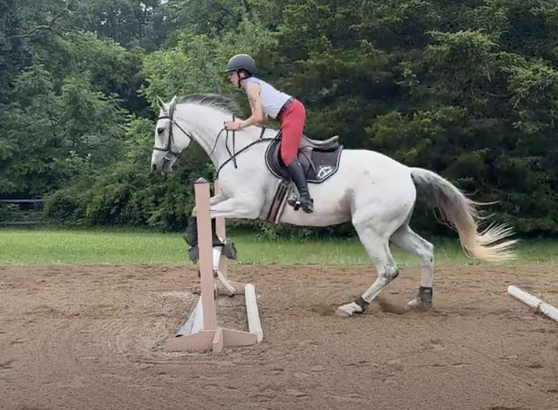 Duke's Wild Girl, 10 Yr Old OTTB
