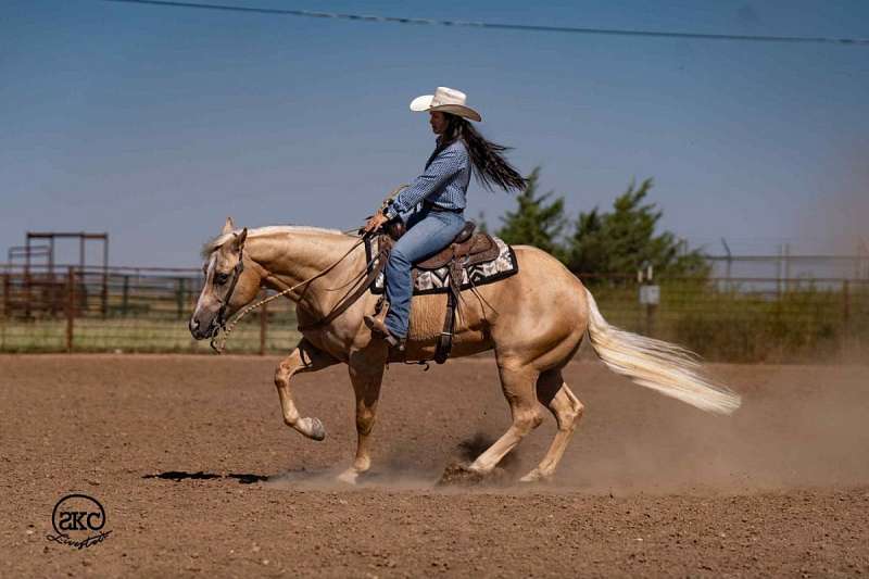 Mango - Well-Trained, Versatile, & Ranch-Ready 4 yo Palomino AQHA Gelding!