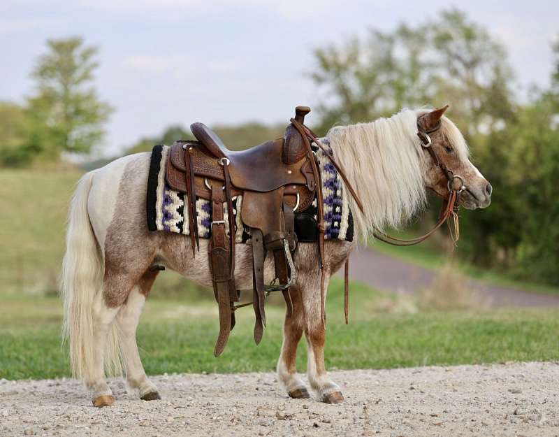Lil Bingo - Super Cute 10 Yr Old Red Roan Paint Pony Gelding!
