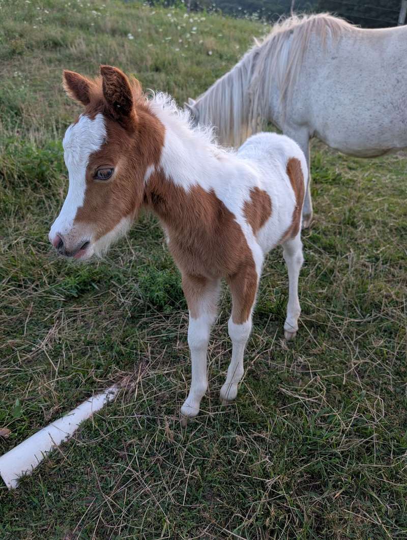 2025 Sorrel Pinto Mini Filly With Blue Eyes