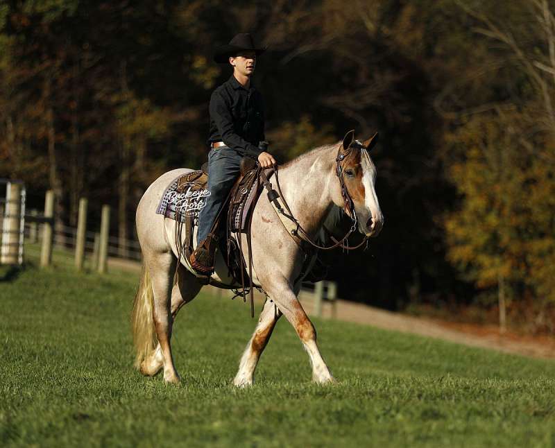 Waylon a 2021 Model, 15.2-Hand Red Roan Gypsy Draft Cross Gelding