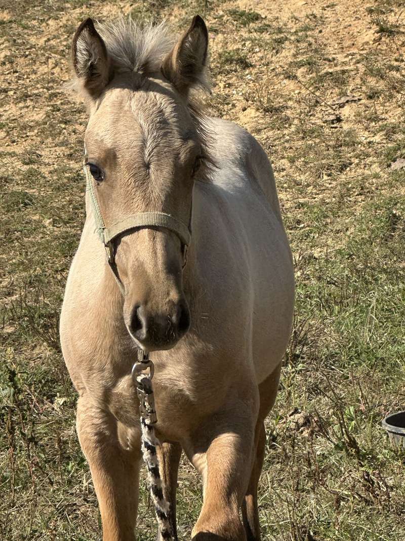 Beautiful Registered AQHA Dunskin Filly With Phenomenal Bloodlines!