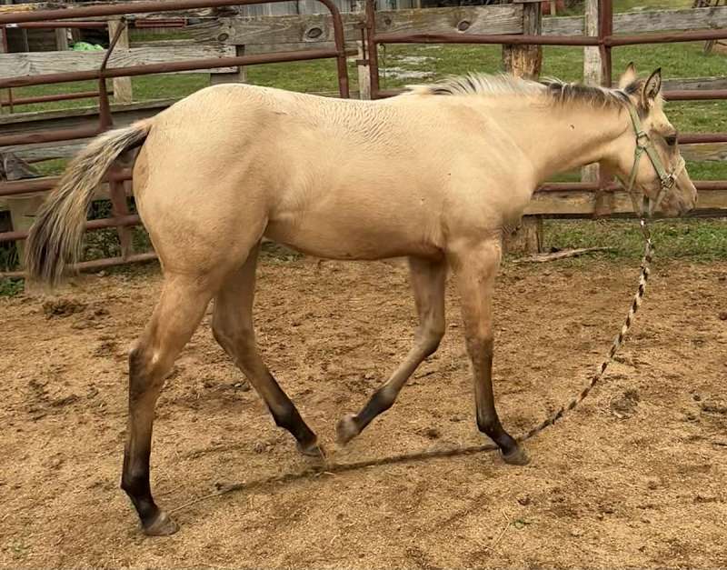 Beautiful Registered AQHA Dunskin Filly With Phenomenal Bloodlines!
