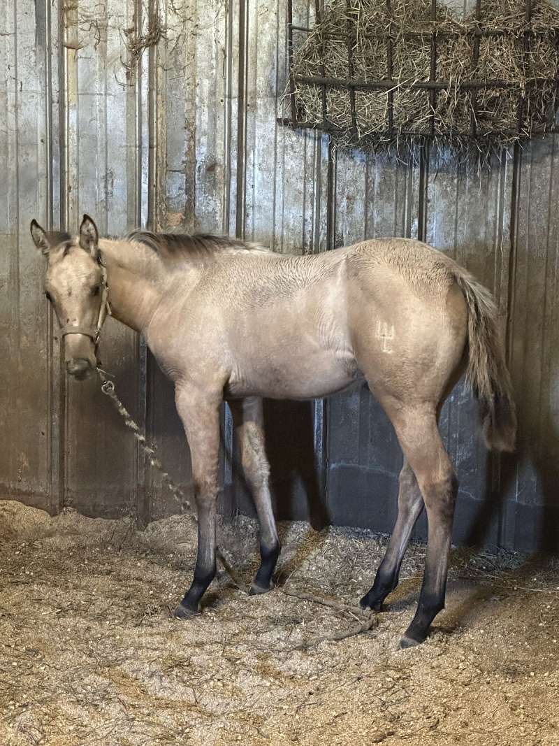 Beautiful Registered AQHA Dunskin Filly With Phenomenal Bloodlines!