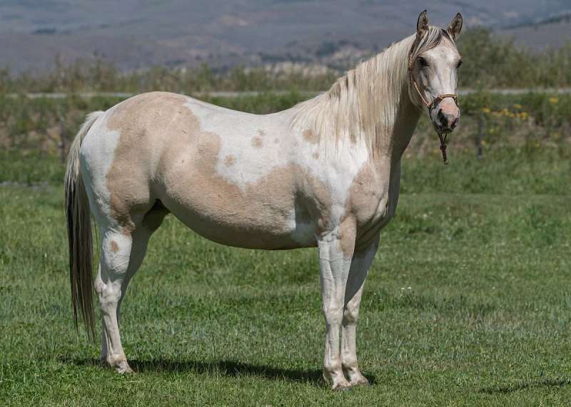 Paint Mare in Foal to Gypsy Vanner Stallion
