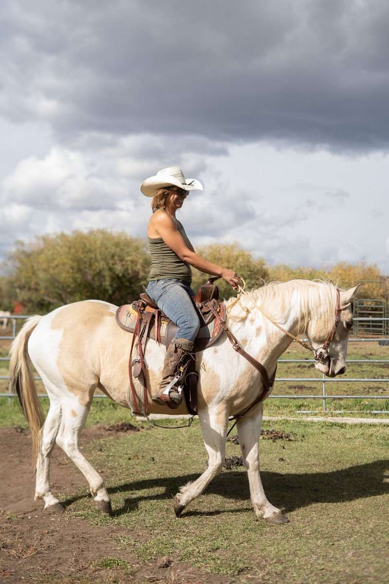 Paint Mare in Foal to Gypsy Vanner Stallion