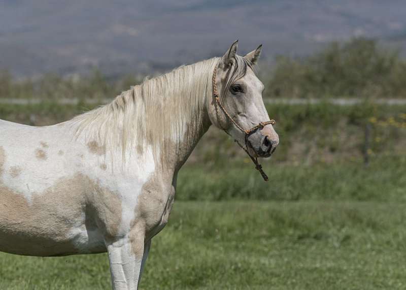 Paint Mare in Foal to Gypsy Vanner Stallion
