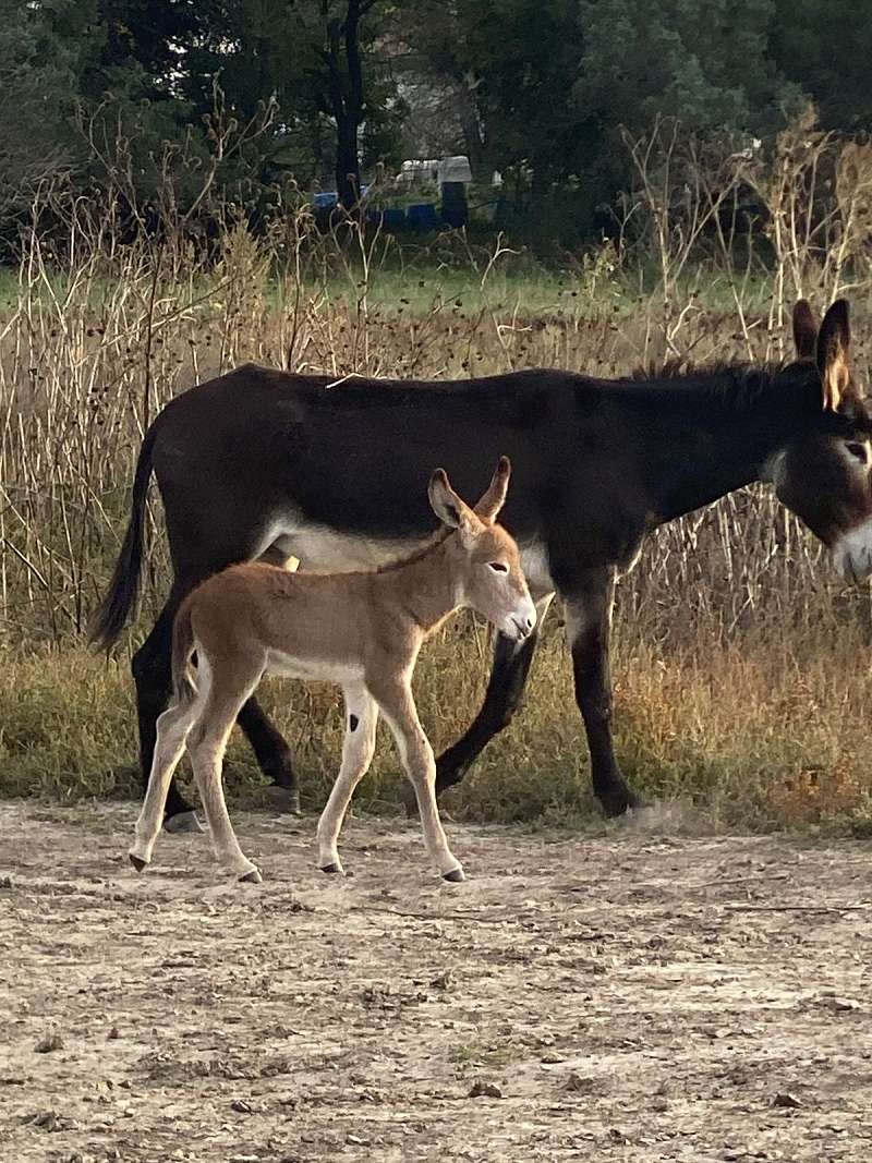 Mammoth Weanling Jacks