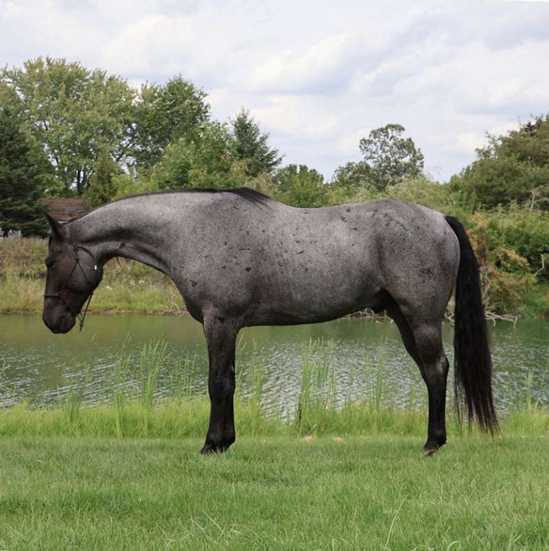 Sweet Blue Roan