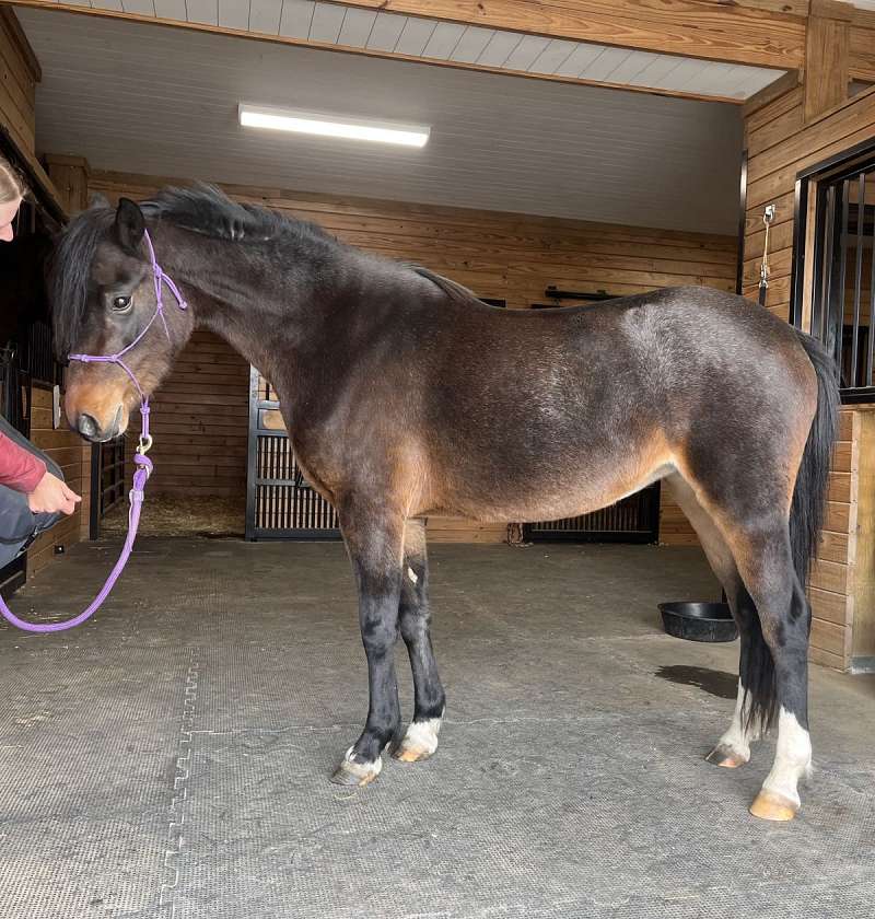 Mulberry Siren Medium Prospect