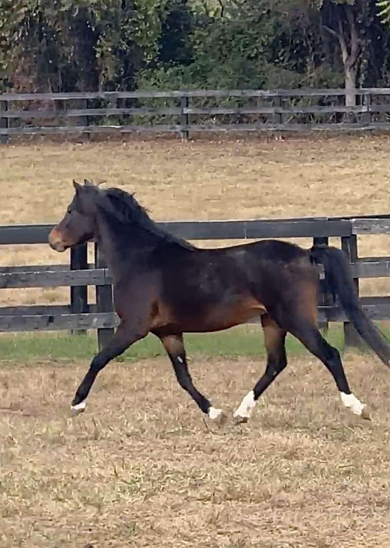 Mulberry Siren Medium Prospect