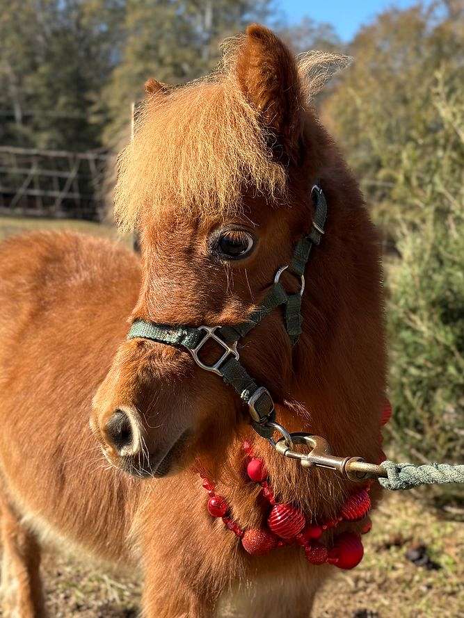 Sassy and Sweet Mini Filly