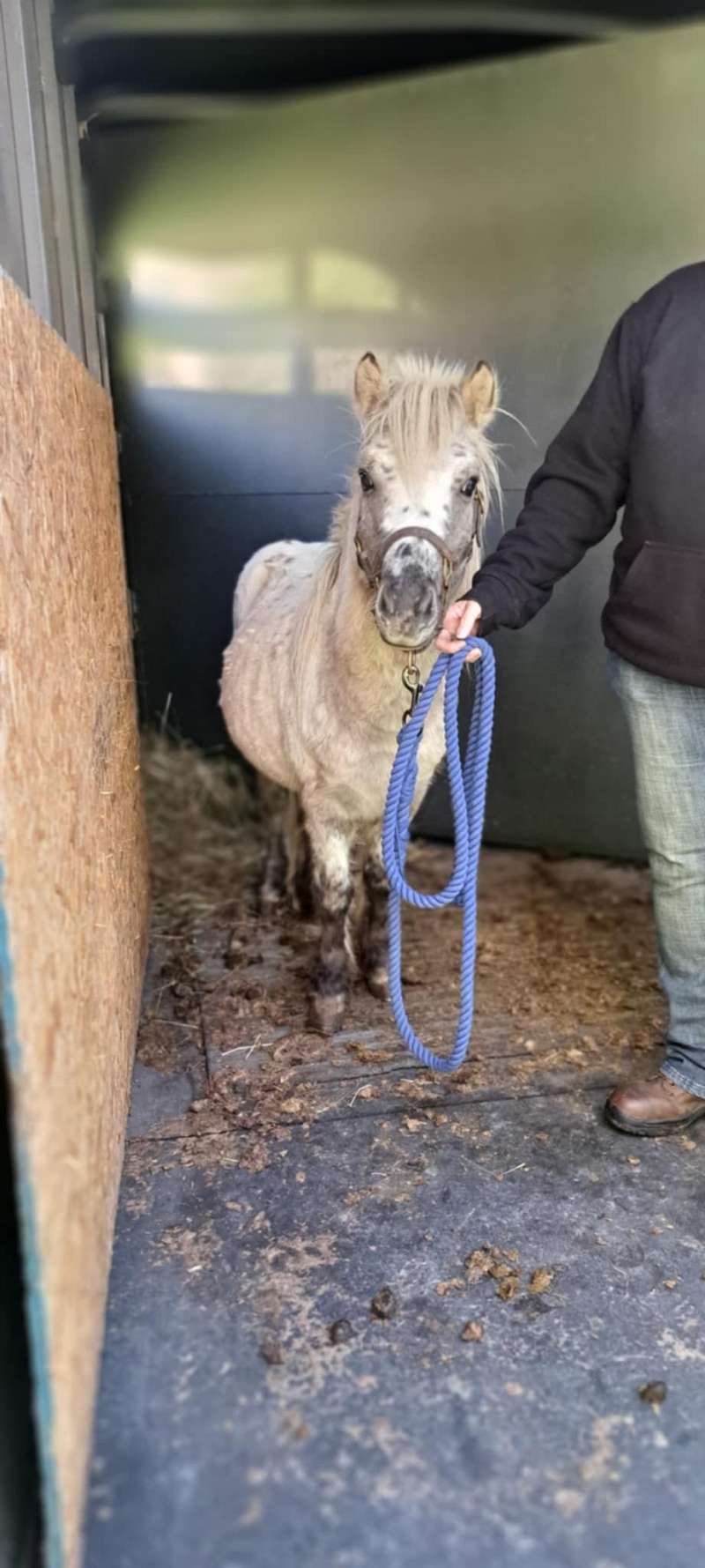 Leopard Appy Gelding 33" AMHR