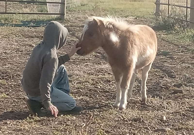 Sold: Attractive Mini Horse With Great Potential!