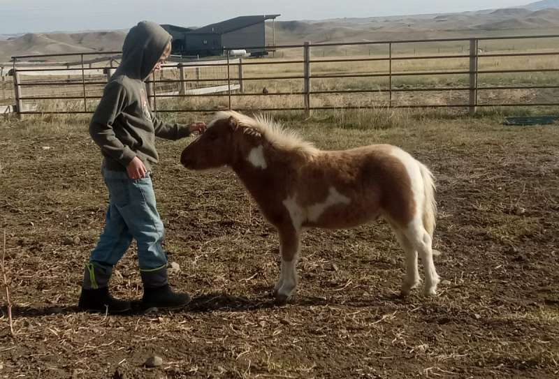 Sold: Attractive Mini Horse With Great Potential!