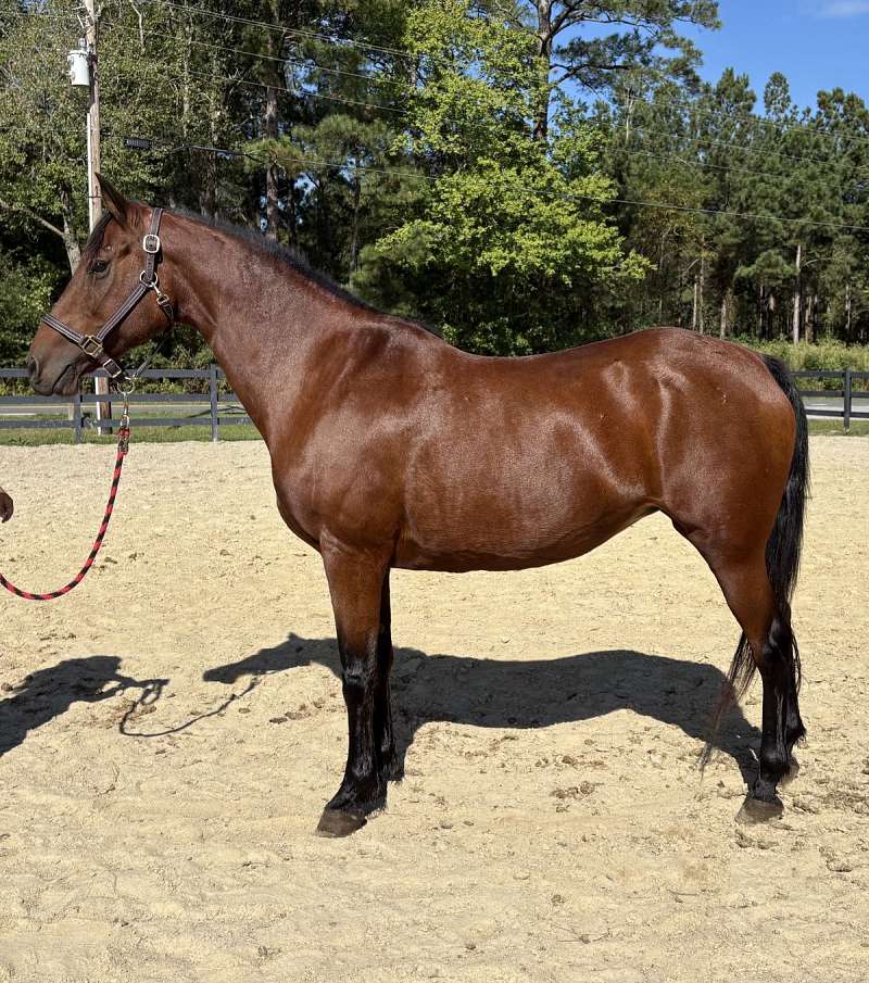 Bay Morgan Mare