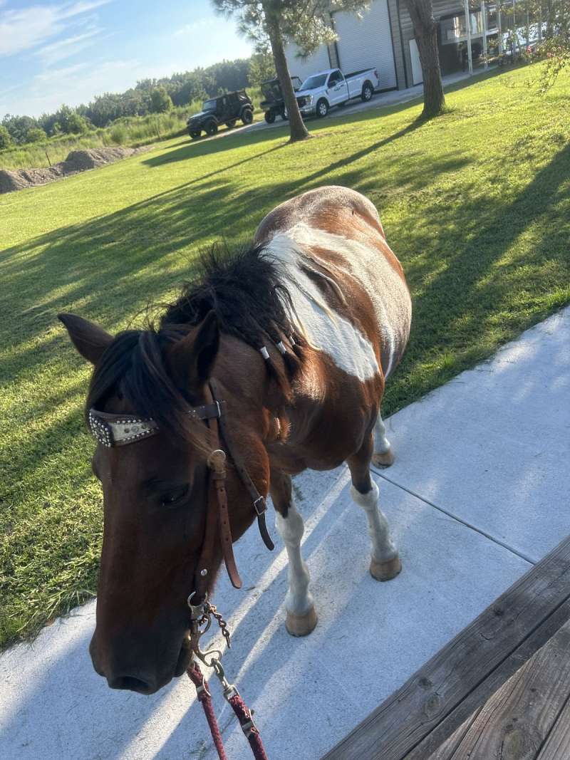 Tonto the Perfect Barrel Pony