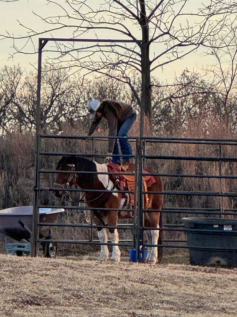 Tonto the Perfect Barrel Pony