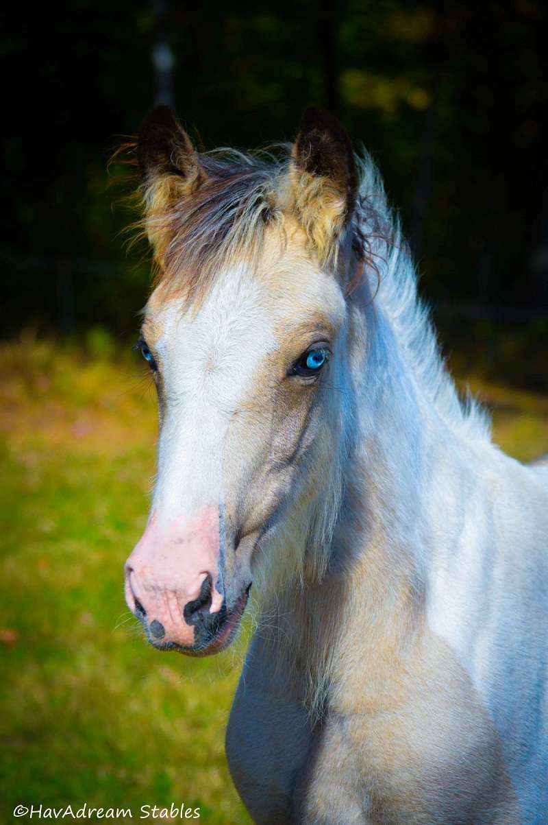 Buckskin Homozygous Tobiano Blue Eyed Drum Horse Filly