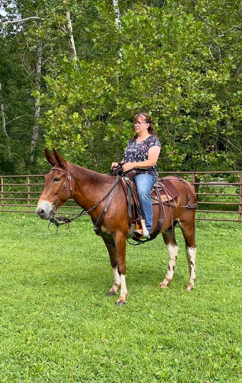 14 Year Old John Mule