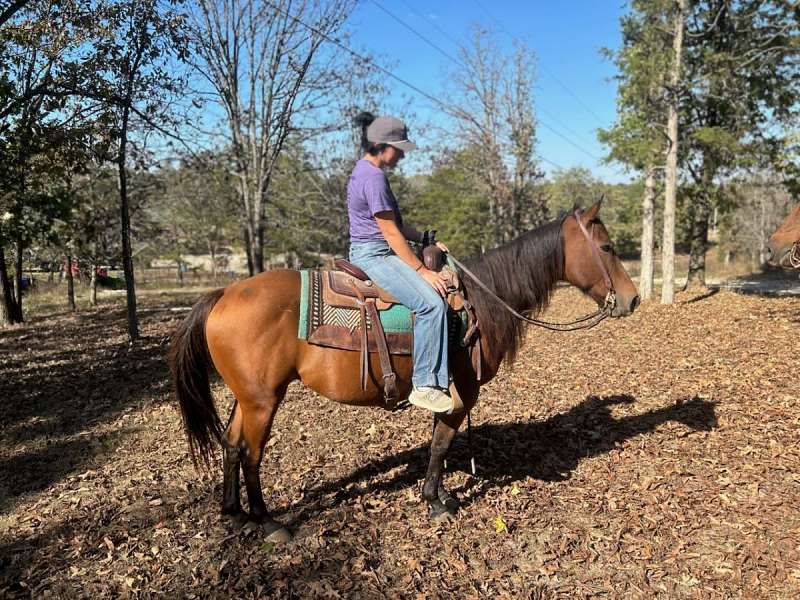 Well Broke Quarter Horse, Trail Ride or Push Cattle - Flinn