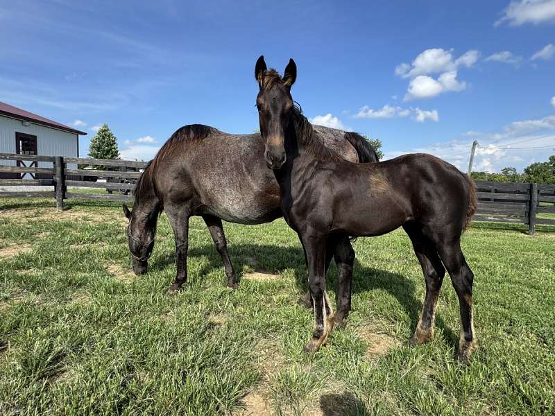 Friesian/QH Cross Filly