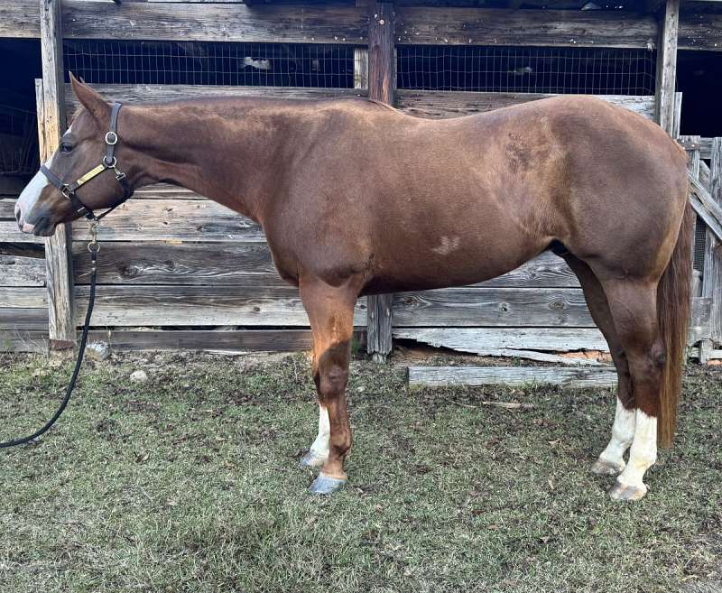 2016 AQHA Gelding