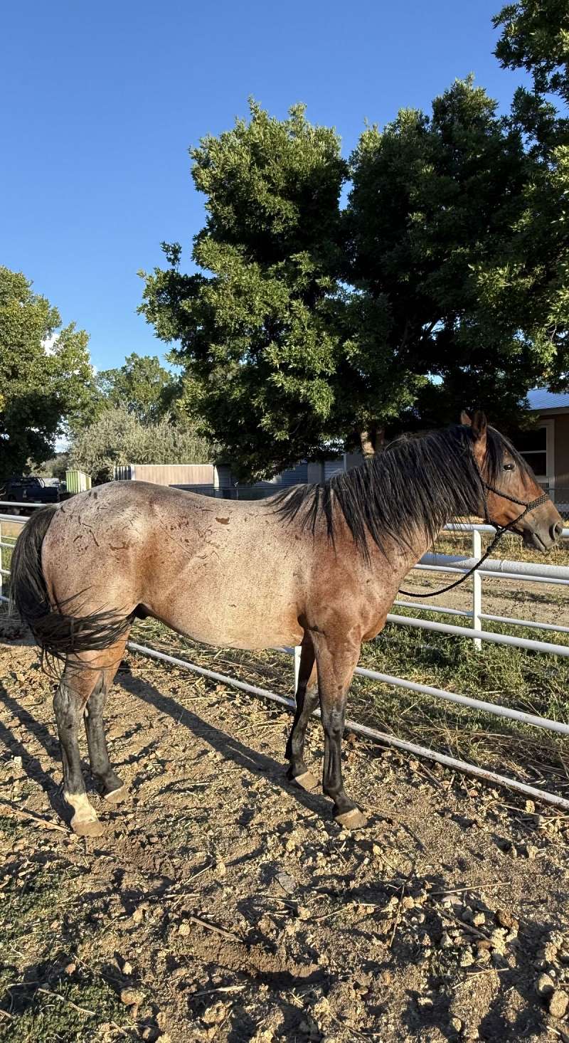 2019 Bay Roan Gelding