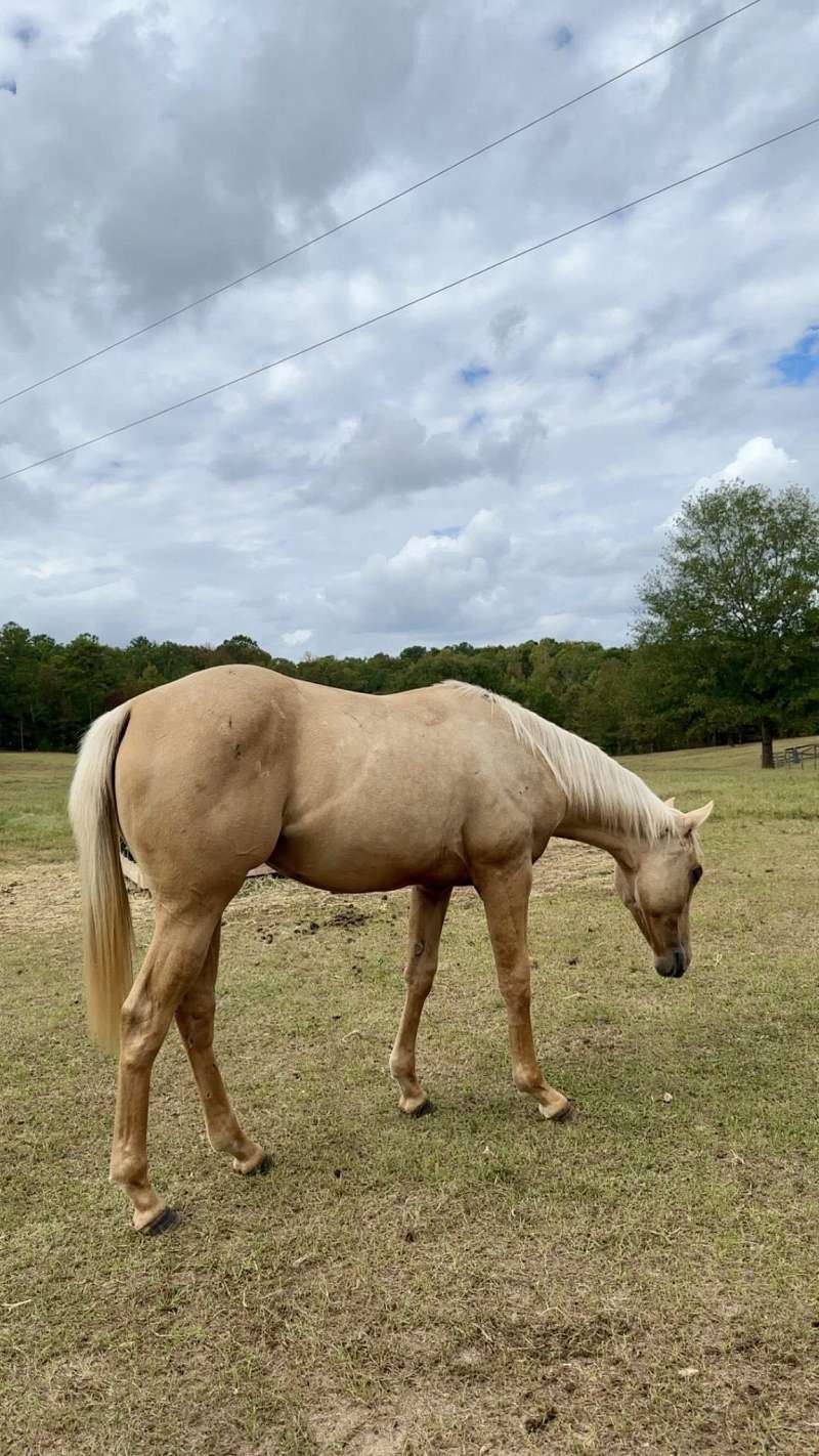 2024 AQHA Dunalino Filly